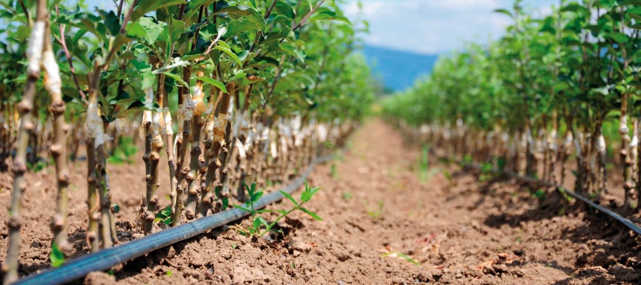 Fertirrigación – Telcoagro